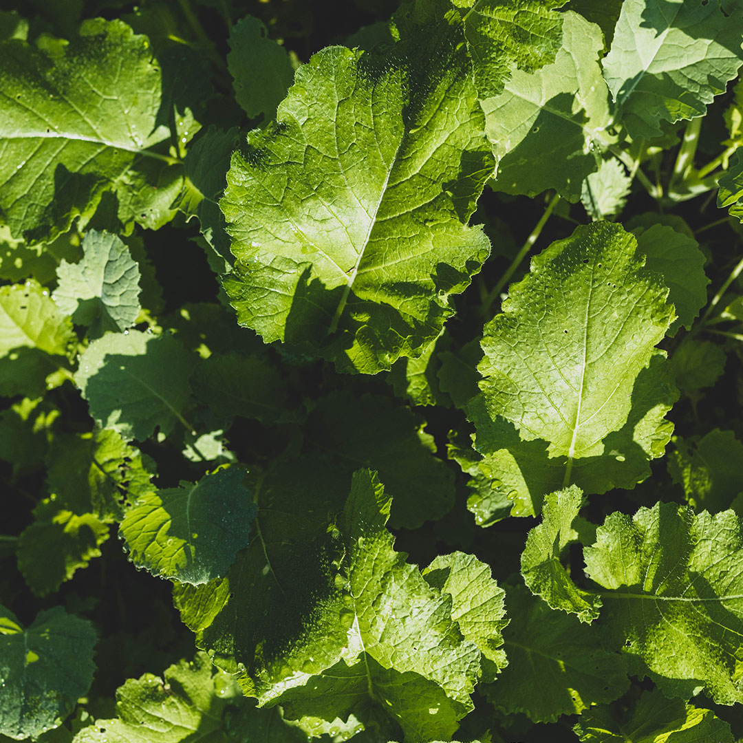 Donkey Bulbs | Swamp Donkey